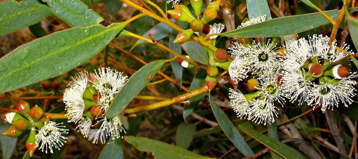 Mallee Plants of SA and VIC – wildflower-apps.com